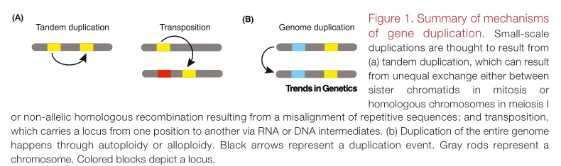 019 _ Retention of duplicated genes in evolution - 半杯可乐不加冰 - 博客园
