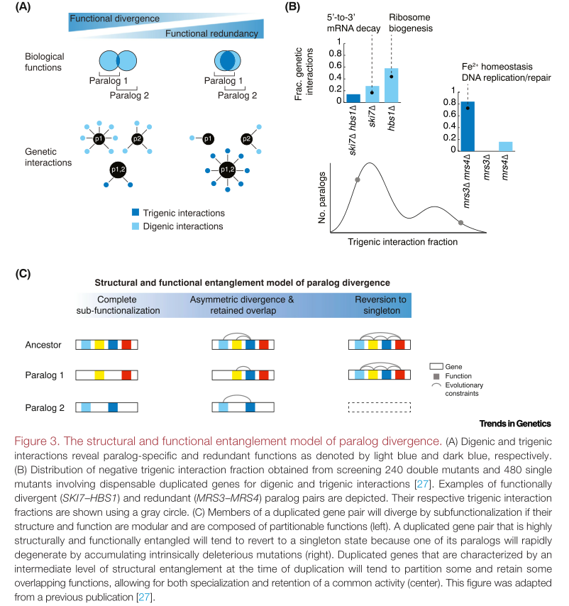 019 _ Retention of duplicated genes in evolution - 半杯可乐不加冰 - 博客园